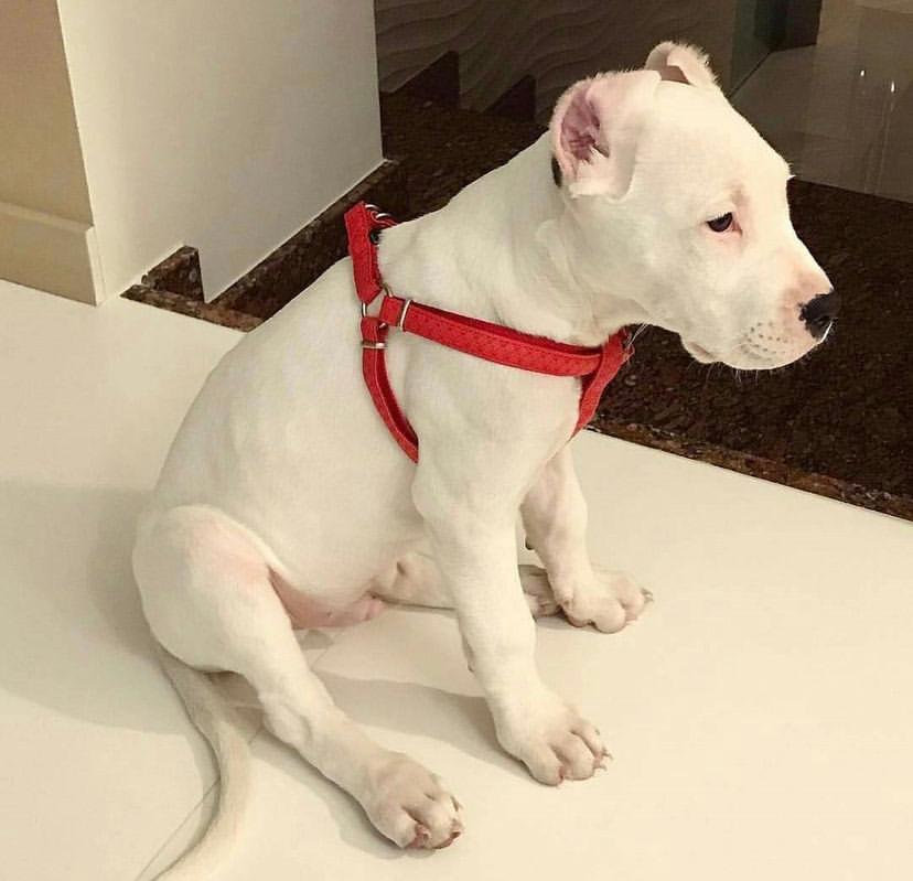 Cane corso white puppy