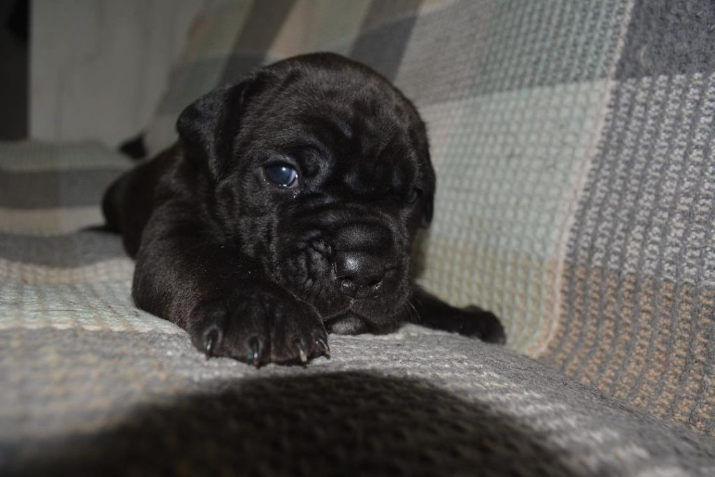 king cane corso puppies for sale